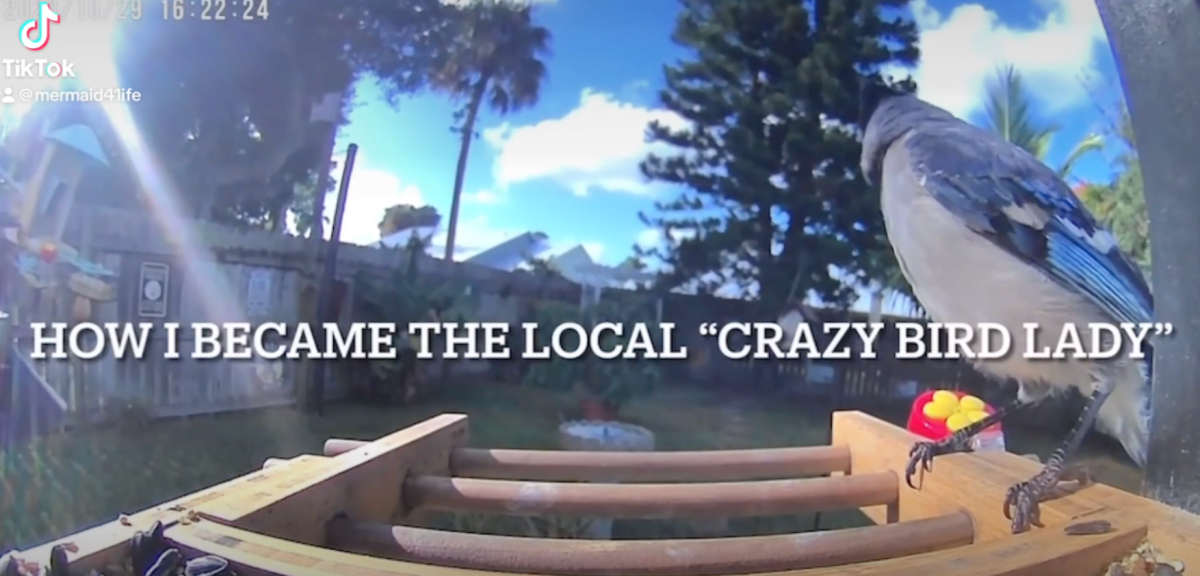Episode 5: How I became the local “crazy bird lady” – Treasure Coast ...
